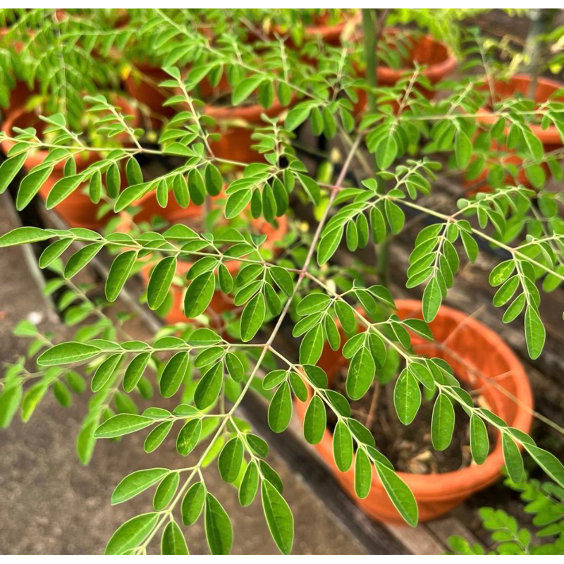 Moringa Plant (1m) | Shopee Singapore