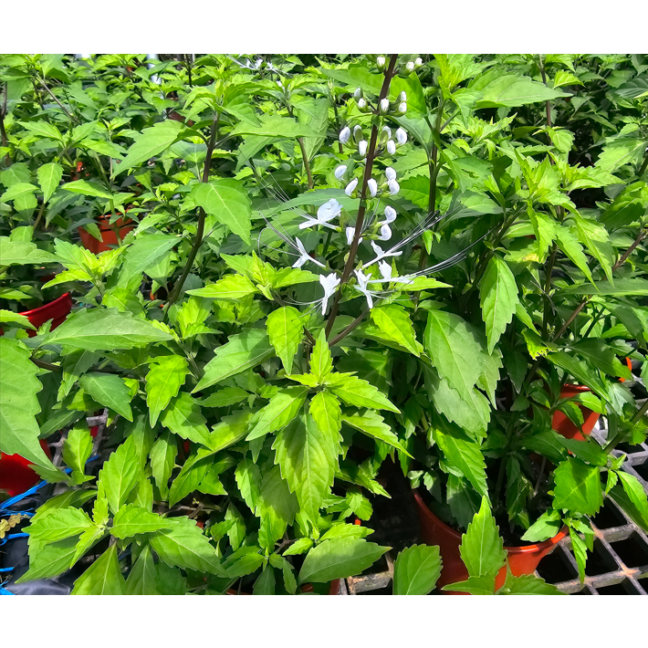 Orthosiphon Aristatus Cat's Whiskers Java Tea Indoor House Home Potted ...