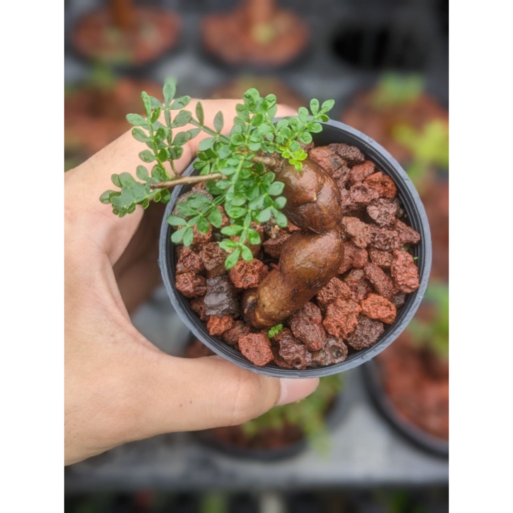 Operculicarya Pachypus 'OP' Root Cutting - Exotic and Rare Plant | Shopee Singapore