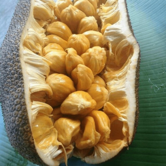 Mini Jackfruit Plant - Artocarpus heterophyllus - Compact & Productive ...