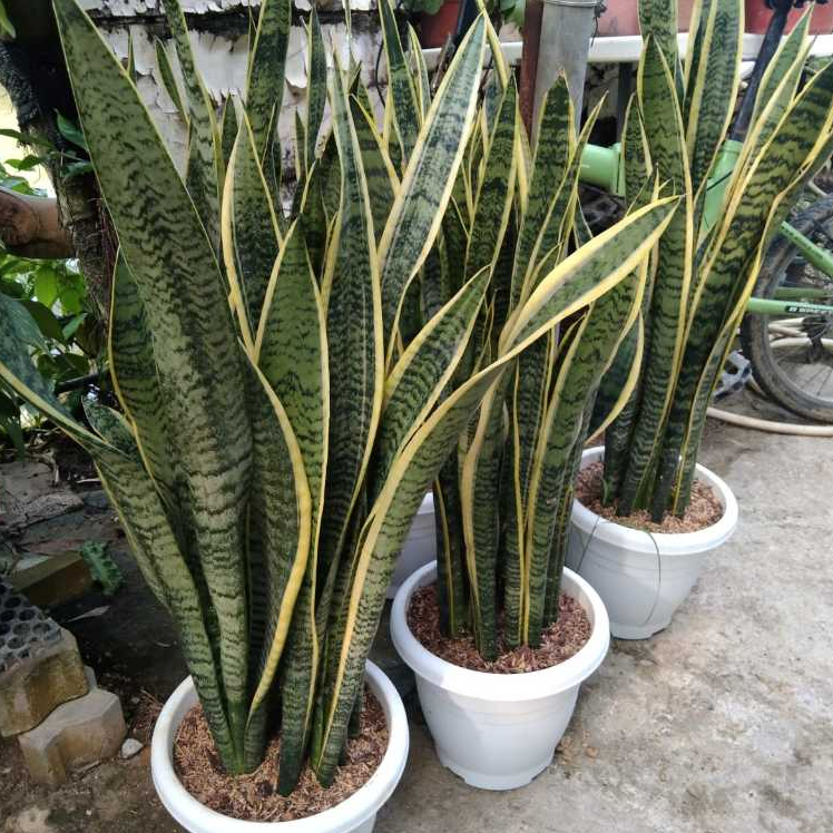 Sansevieria laurentii ~9-10 inches pot.. Ht - 2-2.5ft | Shopee Singapore