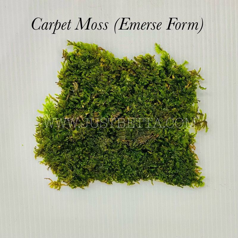 Carpet Moss (Java) 10cm x 10cm - Live Moss for Terrarium | Shopee Singapore