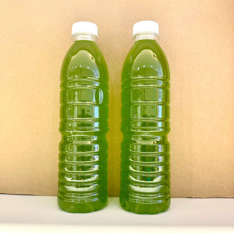 (SG Ready Stock) Green Water | Chlorella Vulgaris | Microalgae Live ...