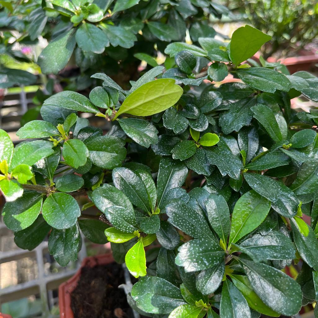 Carmona retusa, Fukien tea Bonsai, Hokkien tea Bonsai (0.3m) | Shopee ...