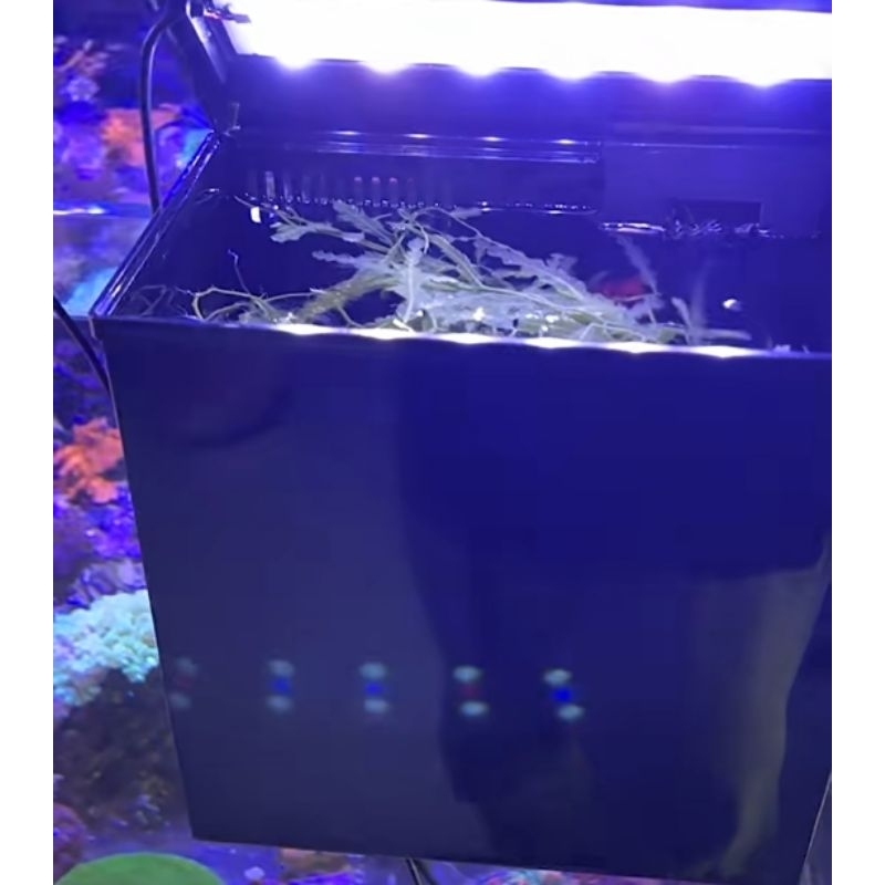 Chaeto Macro Algae breeding box | Shopee Singapore