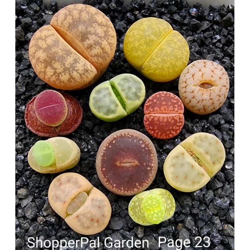 SG seller Grow colourful lithops plants cute little living stones not ...