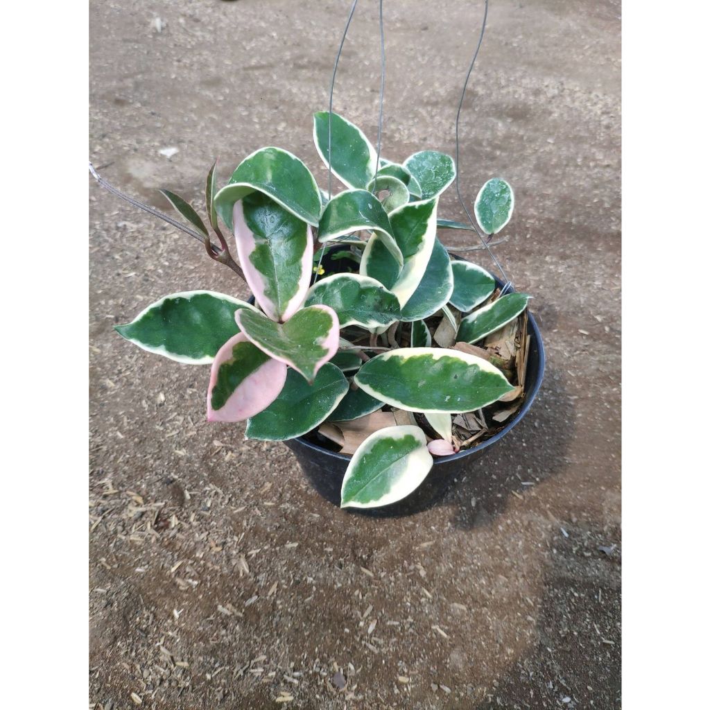 Hoya Carnosa Variegated: Nature's Artistry in Your Home | Shopee Singapore