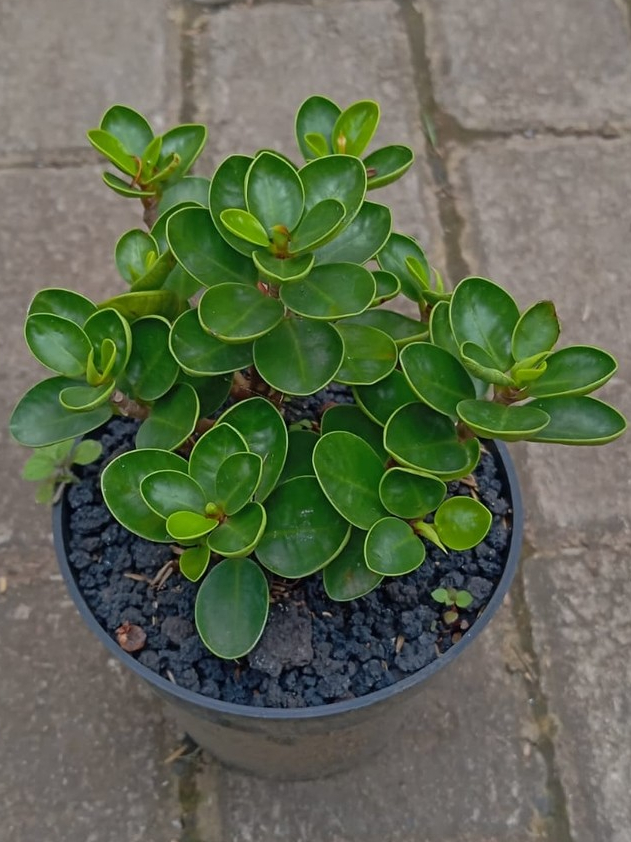 Ficus Microcarpa 'Dollar': Compact Bonsai-Style Tree with Glossy Leaves ...