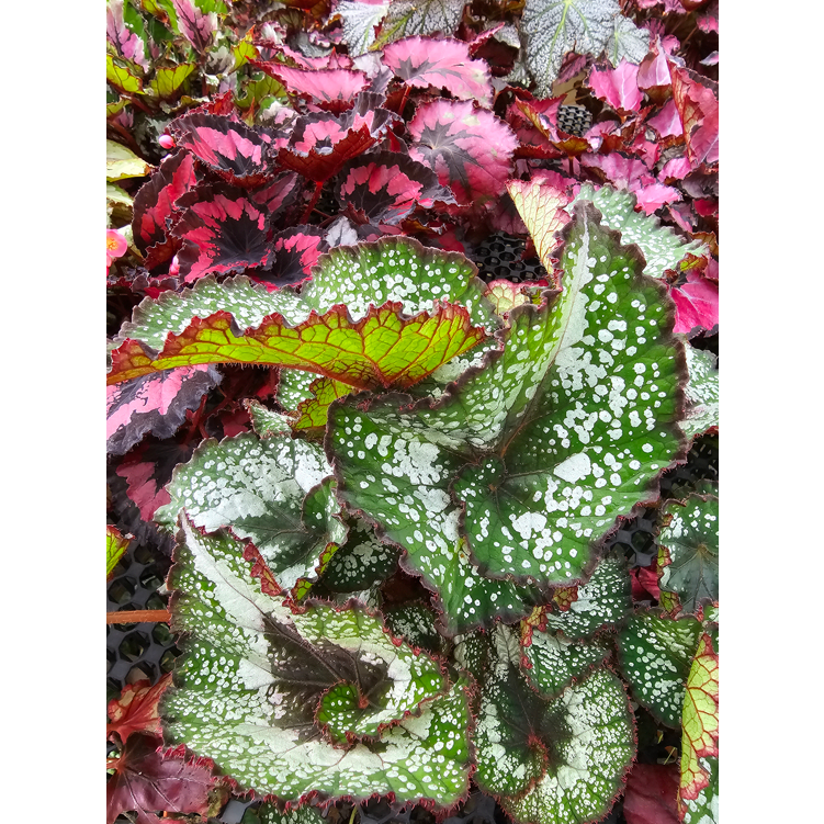 Variety of Colours Begonia Rex Indoor House Home Potted Plant Gardening ...