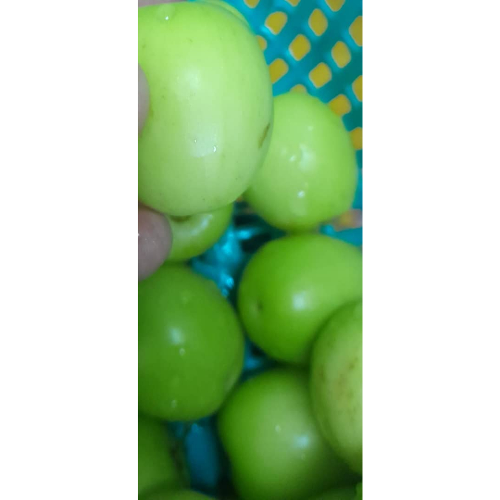 Buah Bidara aka Indian Jujube aka Indian plum aka Chinese date aka ...