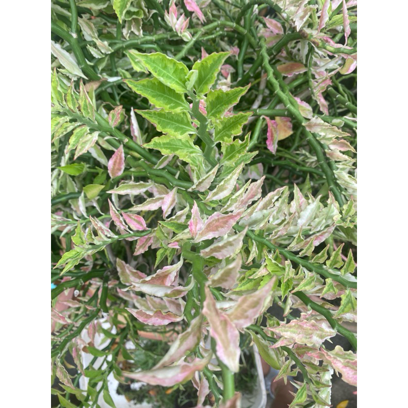 Euphorbia Tithymaloides variagetus devil back bone zigzag plant selling ...