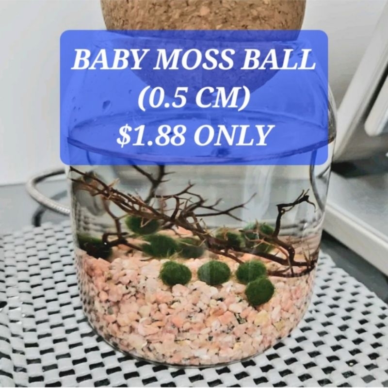 (LIVE UNDERWATER PLANT) // BABY MARIMO MOSS BALL (0.5CM) CLADOPHORA ...