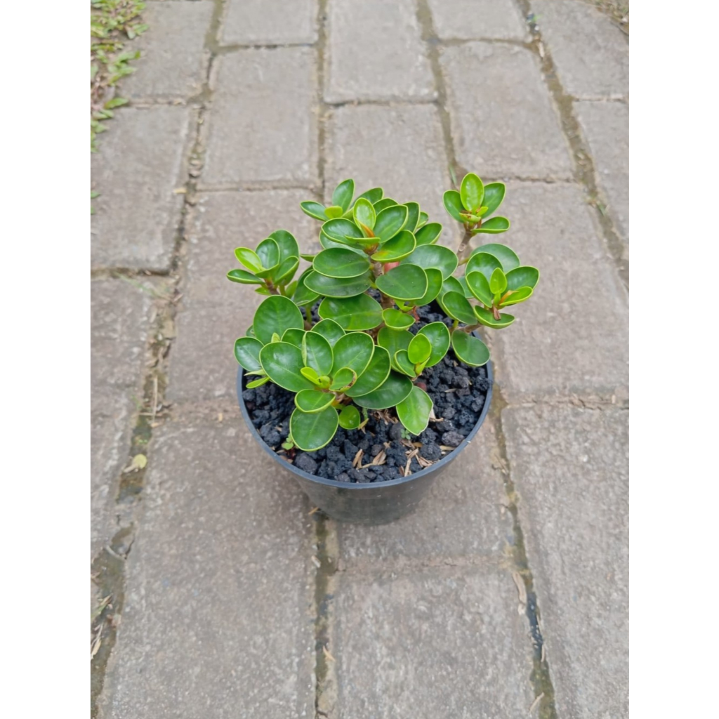 Ficus Microcarpa 'Dollar': Compact Bonsai-Style Tree with Glossy Leaves ...