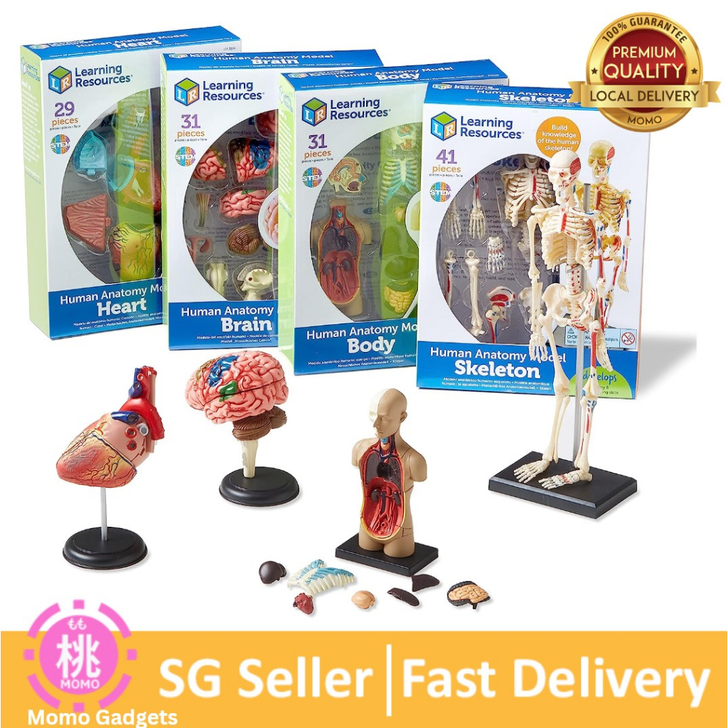 Learning Resources Anatomy Models Set - 4 different Sets, Ages 8 ...