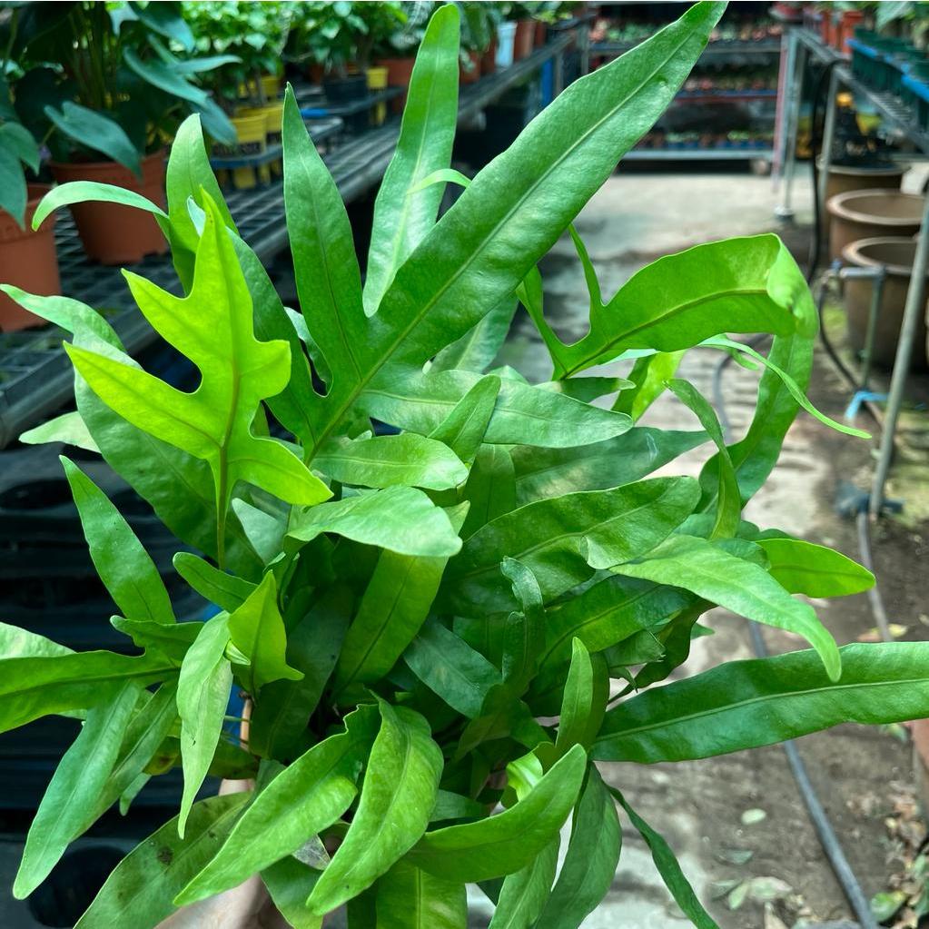 Kangaroo Paw Fern (0.3m) | Shopee Singapore