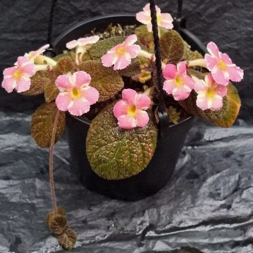 Episcia With Names in Dia.15cm Hanging pot (See Reviews Guaranteed ...