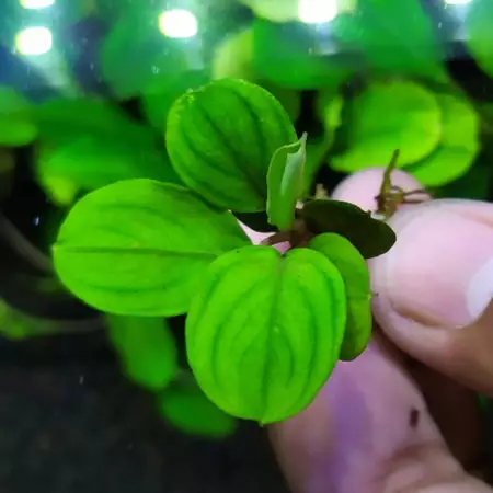 Bucephalandra Emerald (20 pcs) | Shopee Singapore