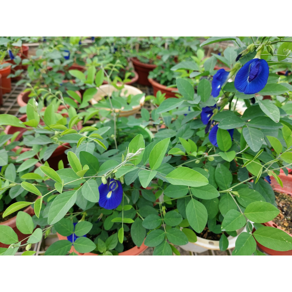 Blue Pea Flower Indoor House Home Potted Plant Gardening | Shopee Singapore