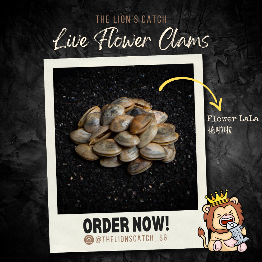 LIVE FLOWER CLAMS / FLOWER LALA（花啦啦） | Shopee Singapore