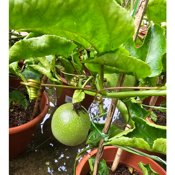 Passiflora Edulis Passion Fruit Indoor House Home Potted Plant ...
