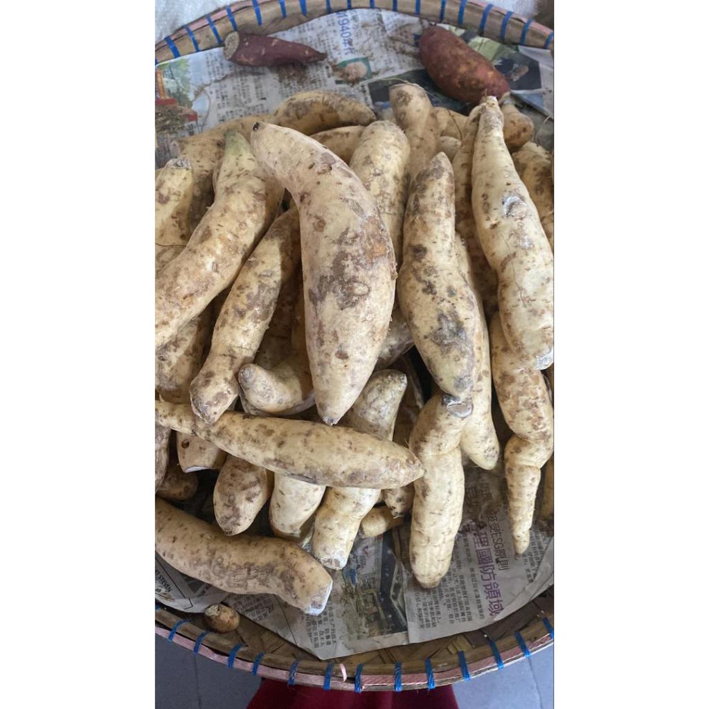 Ubi Keledek Putih aka Ubi Jalar aka ubi jawa aka ubi ketela aka ubi ...