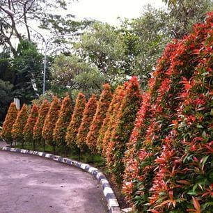 Syzygium Myrtifolium, Kelat Oil, Kelat Paya, Red Lip, 红楠木 | Shopee ...