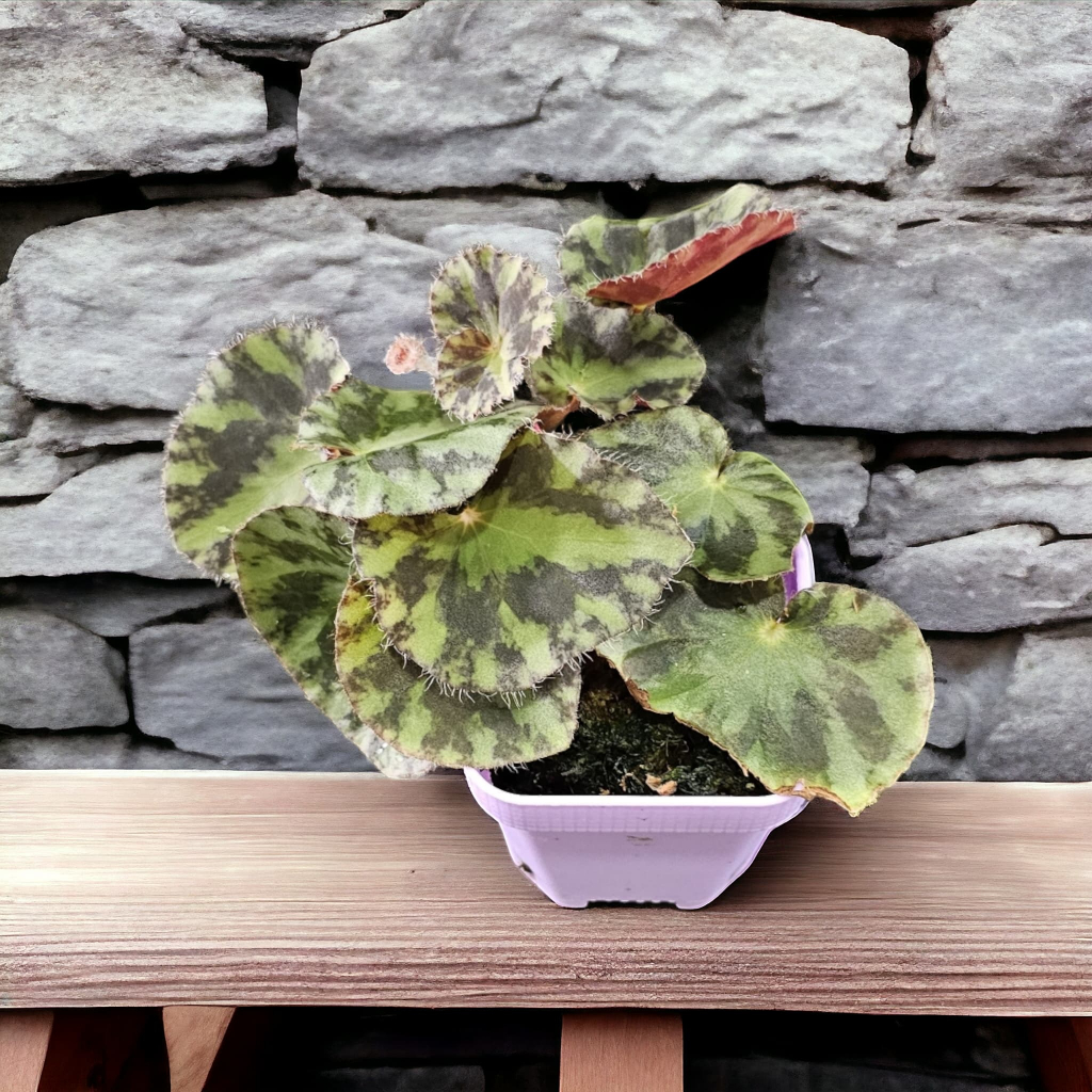 Begonia gironellae | Rare Begonia for Terrariums & Indoor Gardens ...