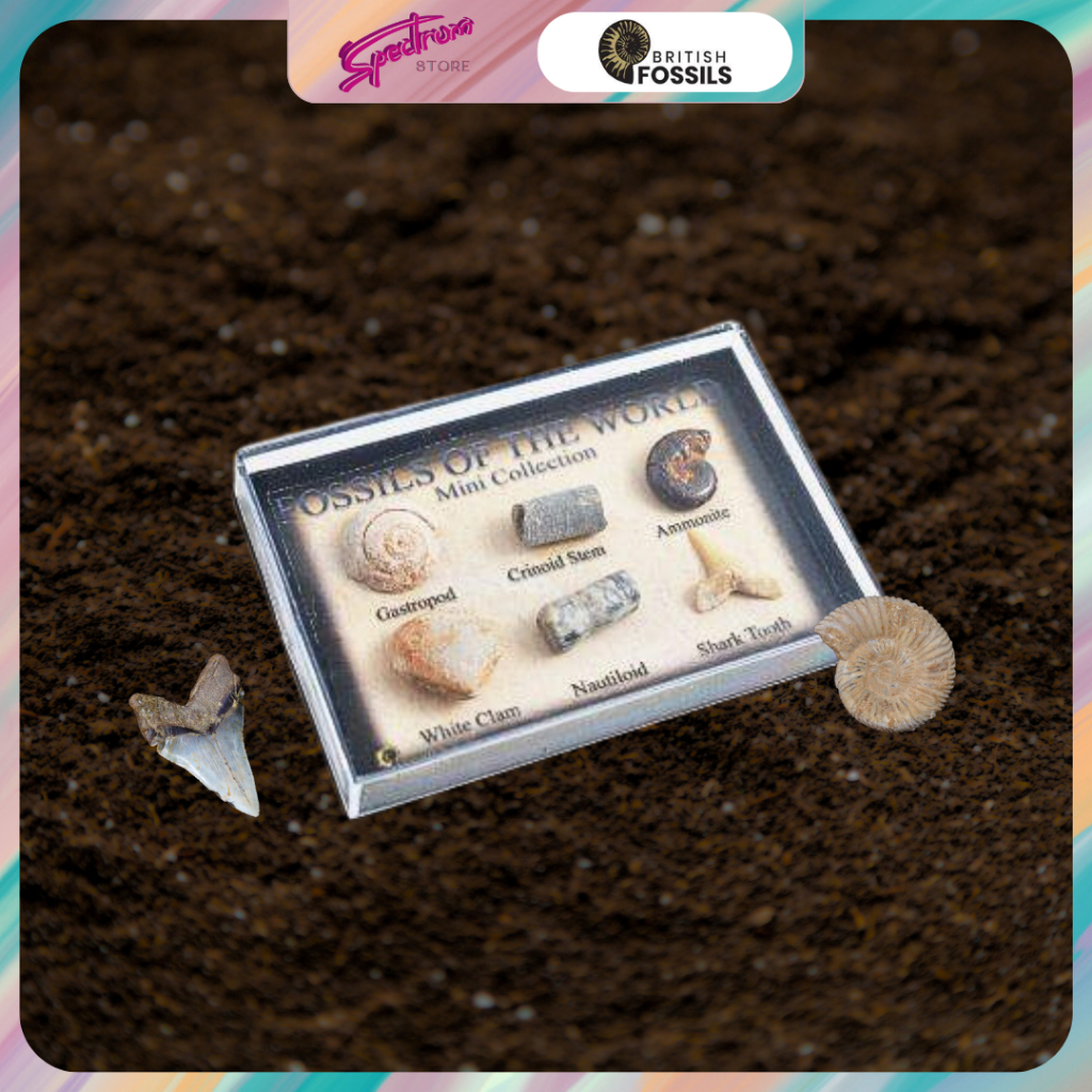 British Fossils | Gemstone Collectible | Mini Fossils Chart | Shopee ...