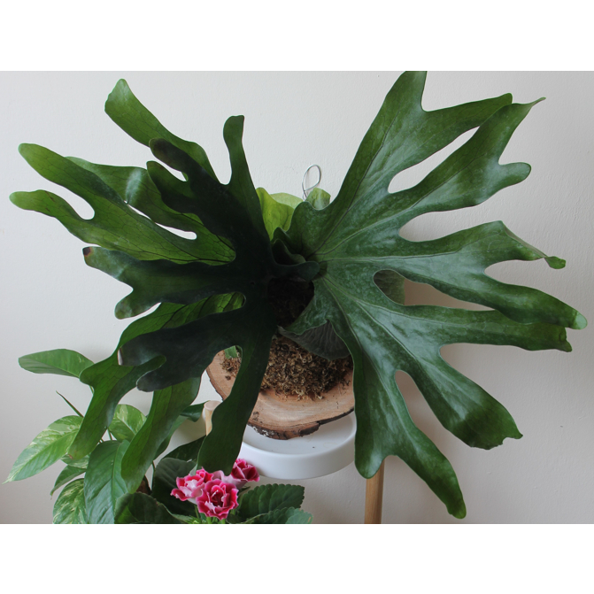 [PREMIUM SELECTION] Platycerium Grande Giant Staghorn Fern Indoor House ...
