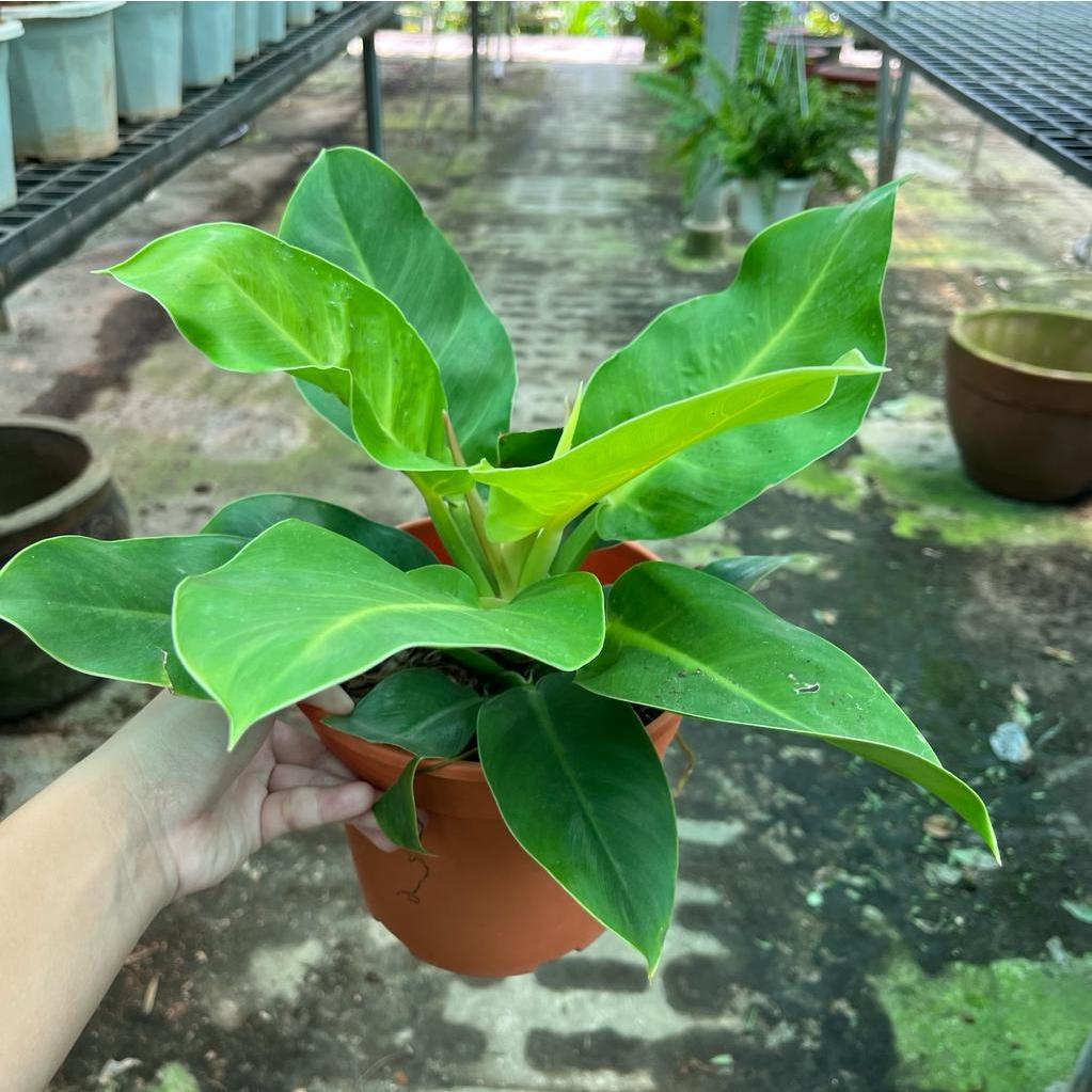 Philodendron Apple Green (0.3m) | Shopee Singapore