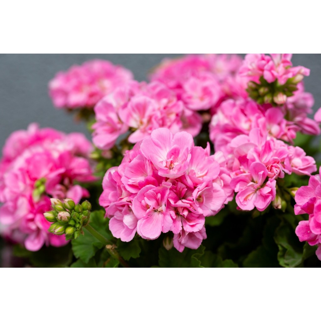 100% Pure Geranium Essential Oil (Pelargonium graveolens) | Shopee ...