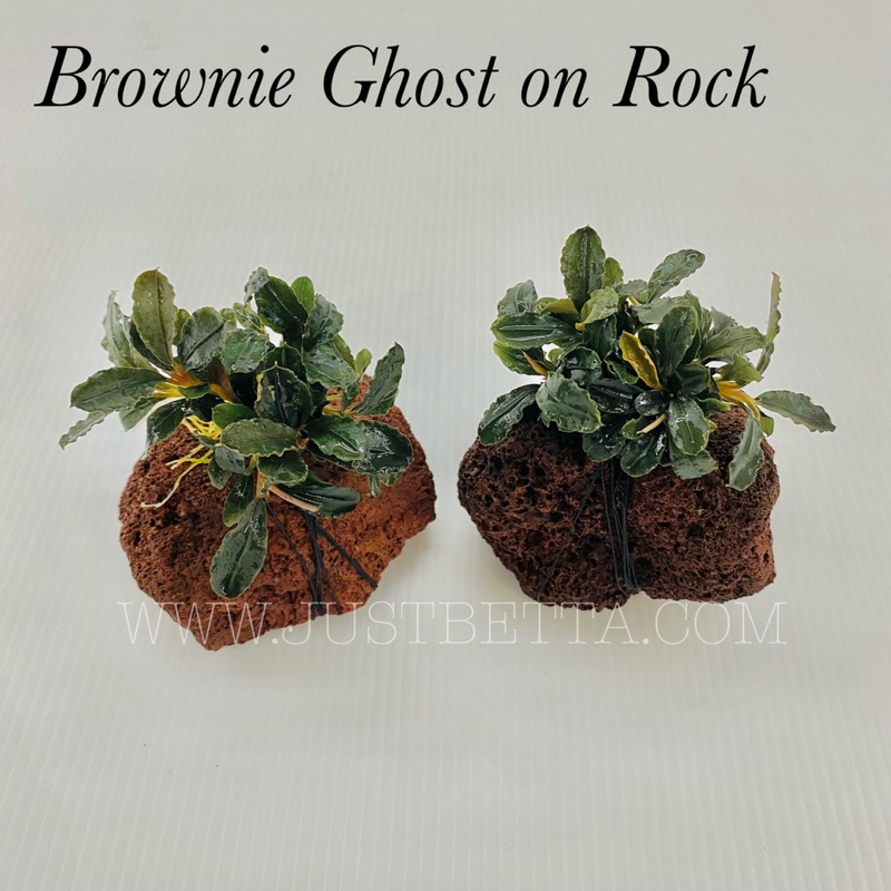 Bucephalandra on Rock (Brownie Ghost/ Brownie Purple/ Wavy Green ...