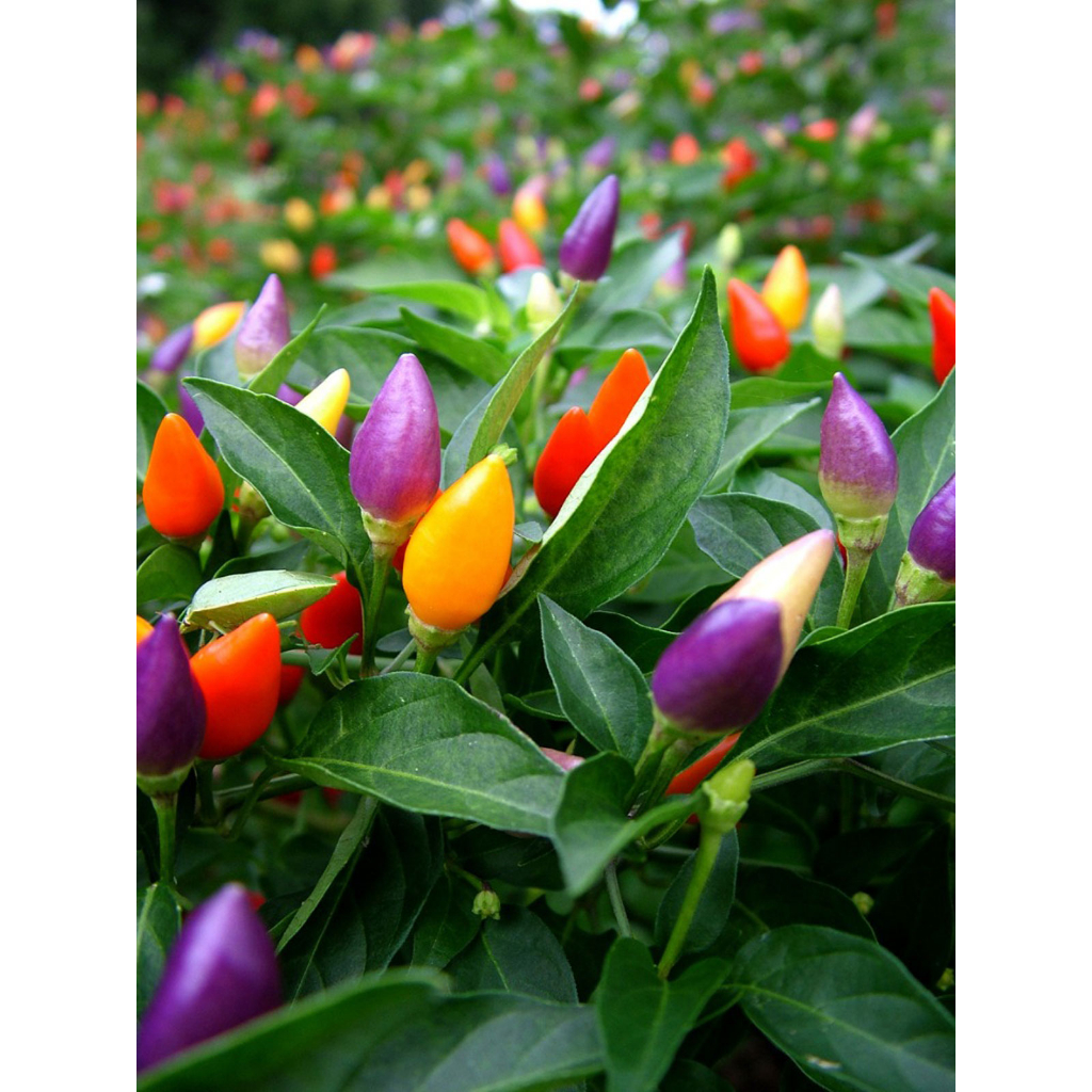 Spice Up Your Garden with Cabai Hias Capsicum Frutescens Chilli Padi ...