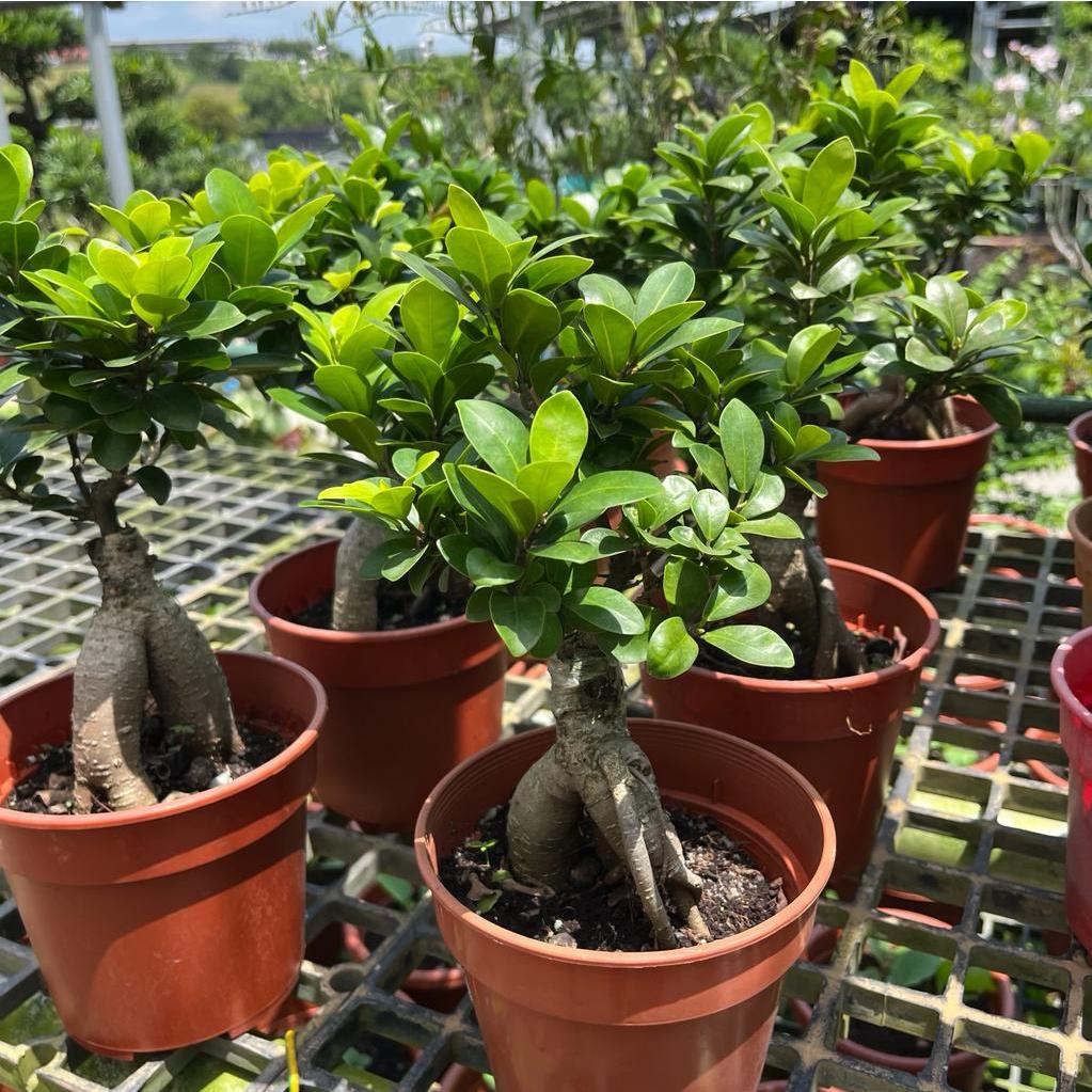 Ficus Microcarpa Bonsai (0.25m) | Shopee Singapore