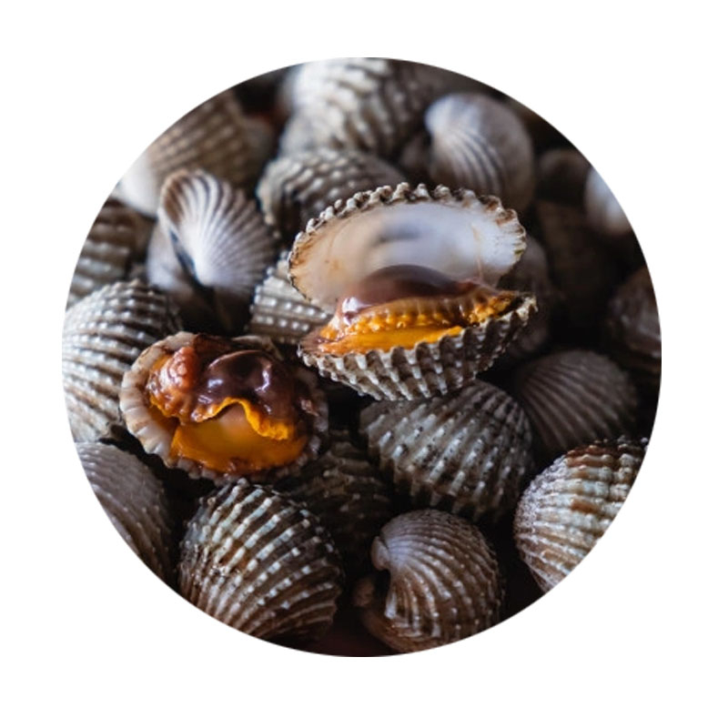 Live Sea Cockles | Shopee Singapore
