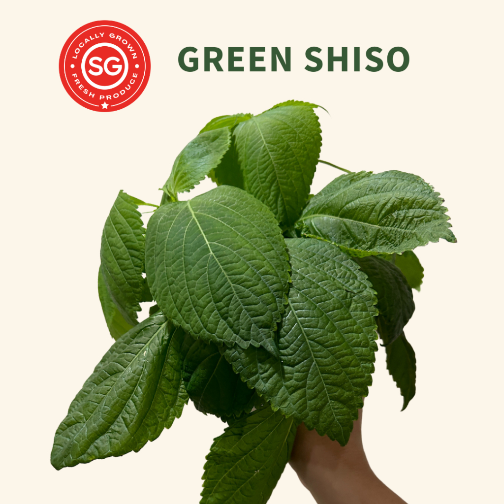 [Farm Fresh] Japanese Green Red Shiso Perilla Oba Leaf (Pesticide & GMO ...