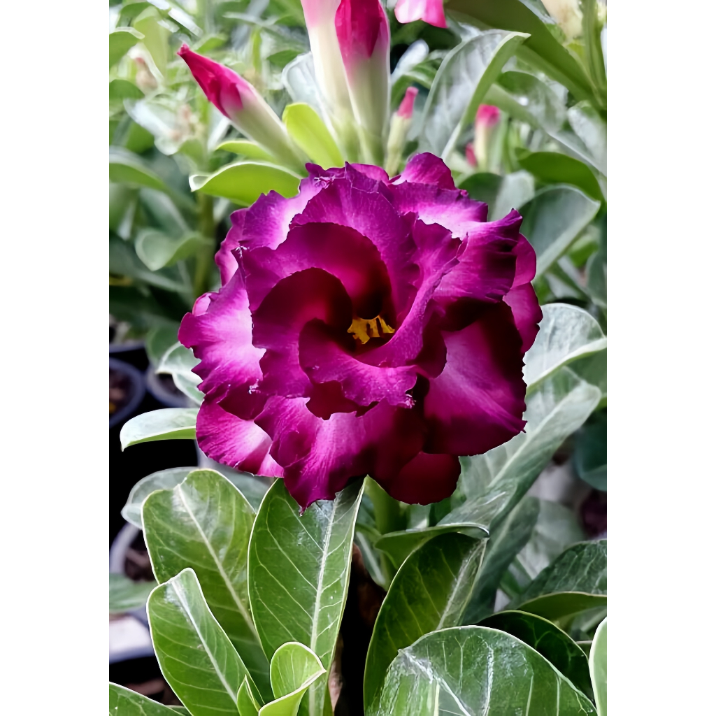 🌺💜 'Purple Majesty 005' - Exquisite Adenium Desert Rose Seed Collection ...