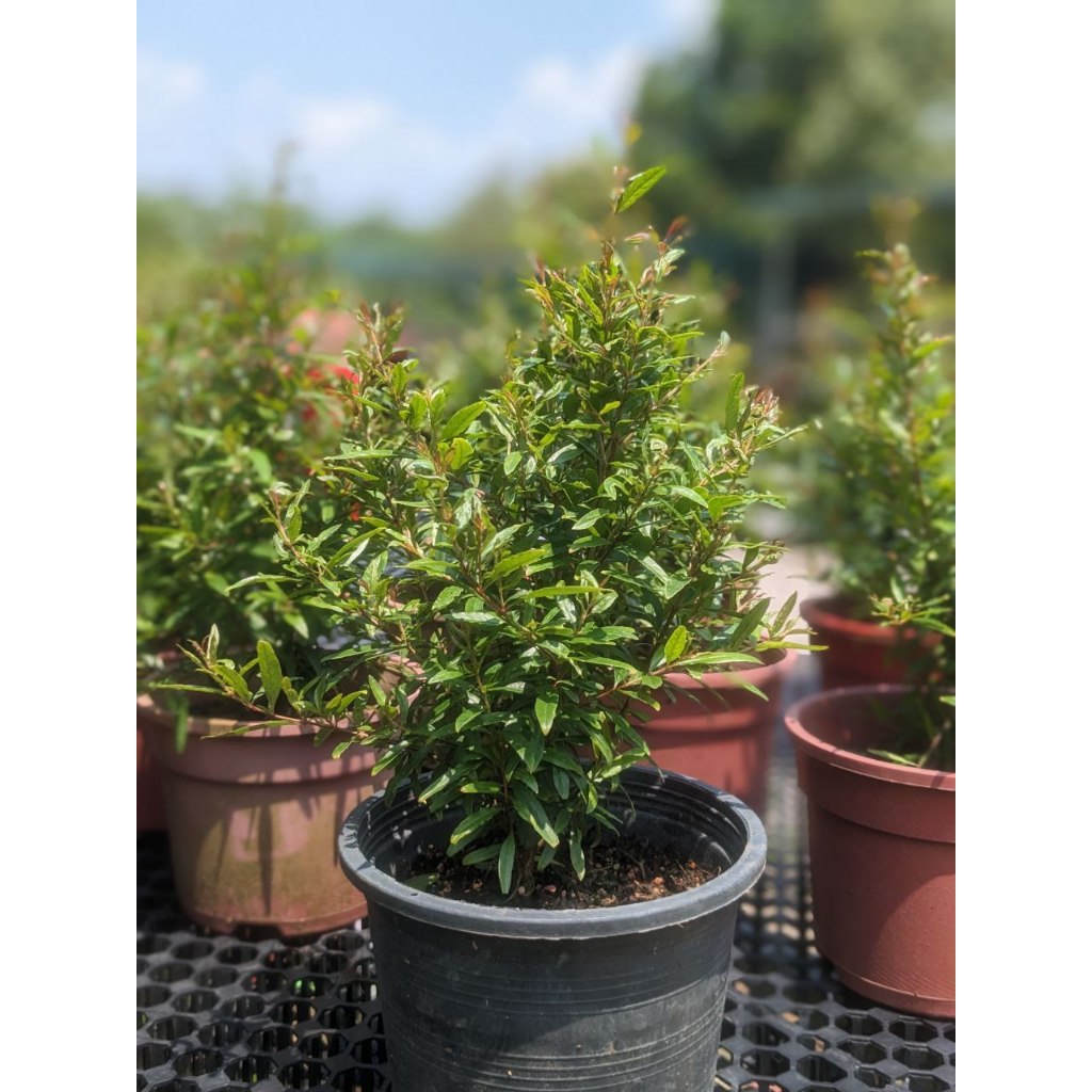 Pomegranate/ShiLiu Plant (Small) - Beautiful and Fresh House Plant ...