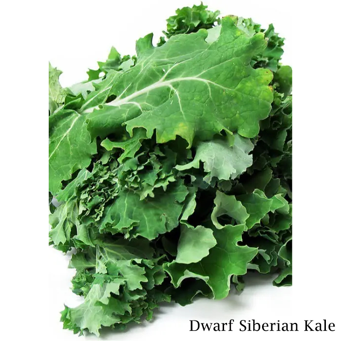 Dwarf Siberian Kale Seeds | Shopee Singapore