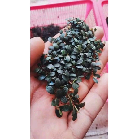 Bucephalandra Micromini black mamba (2 pcs) | Shopee Singapore
