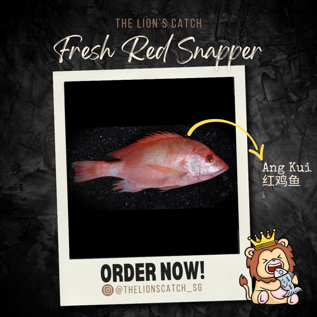 FRESH RED SNAPPER FISH - ANG KUI (红鸡鱼） | Shopee Singapore