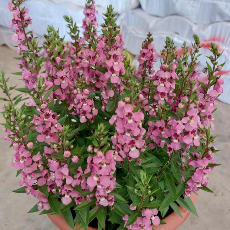 Angelonia Angustifolia Benth. 'Balangdaros', Angelonia angustifolia ...