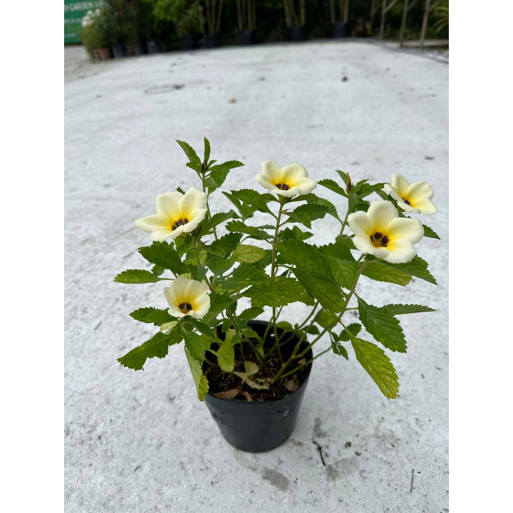 (Bundle of 2)Turnera Subulata /Outdoor plants/ Bush plants | Shopee ...