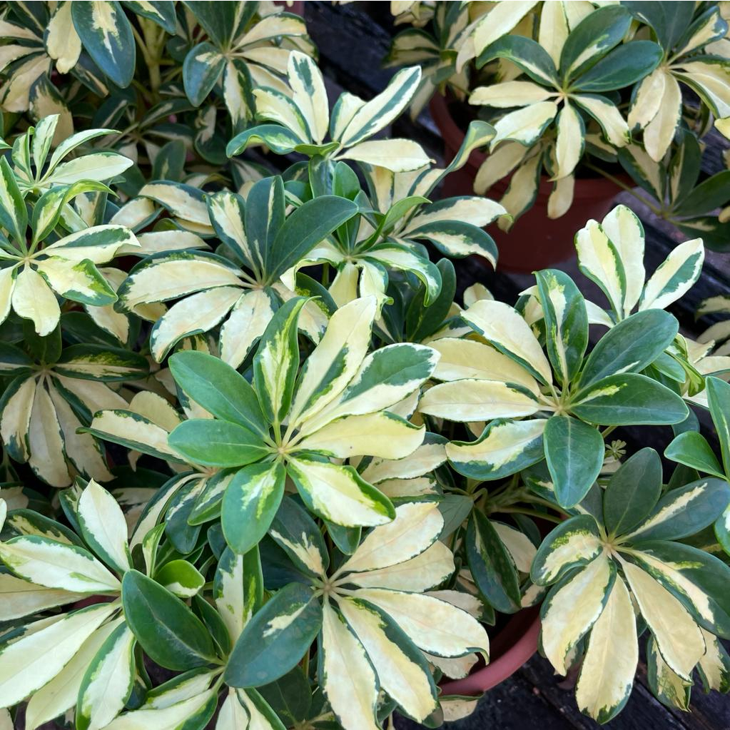 Schefflera arboricola, Variegata (0.3m) | Shopee Singapore