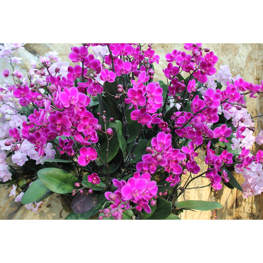 (Purple) Mini Phalaenopsis Orchid Flower Home House Indoor Potted Plant ...