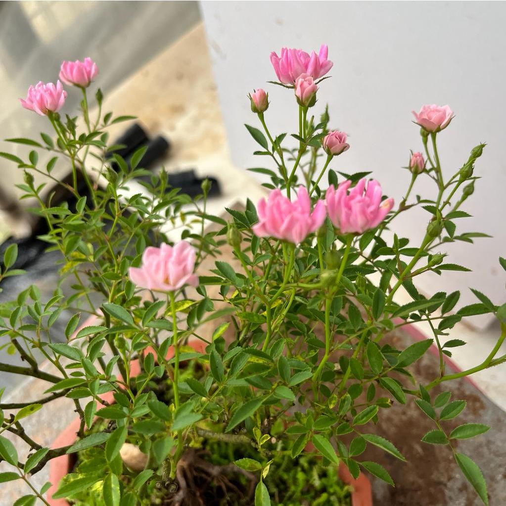 Mini Rose Bonsai (0.2m) | Shopee Singapore