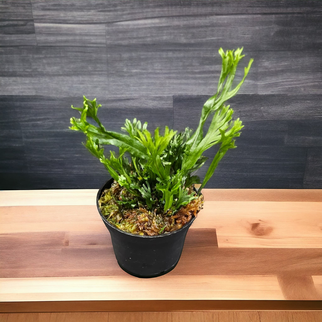 Microsorum punctatum Rare Strap Fern for Terrariums & Indoor Gardens ...