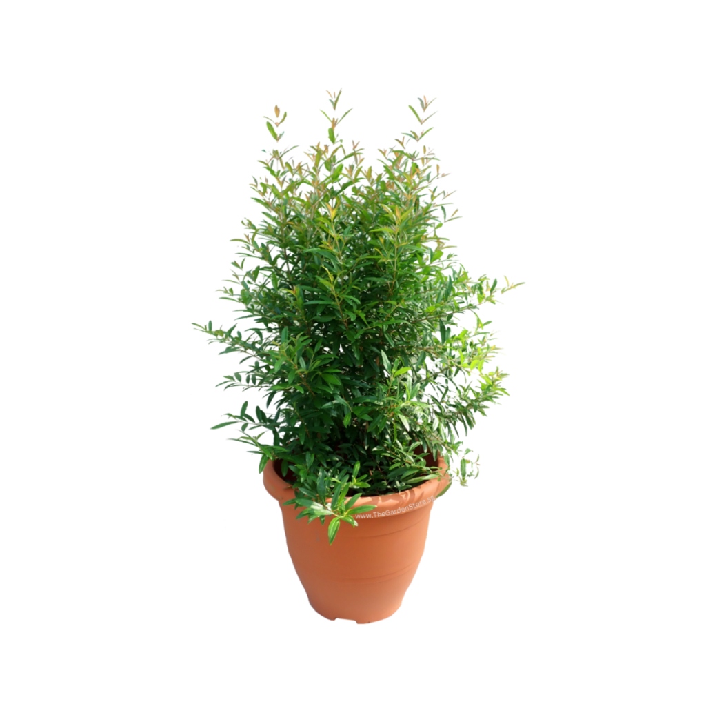 Pomegranate 石榴花 / 红花 Xia Liu potted Plant Pot 4 | Shopee Singapore