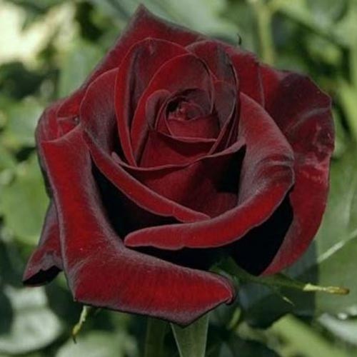 Sindo - Eclipse Elegance: Premium Black Rose Plant - Symbol of Enigma ...