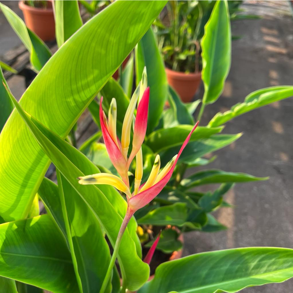 Heliconia Psittacorum 'Lady Di' (1m) | Shopee Singapore